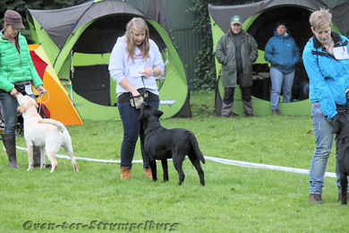 Labrador von der Strumpelburg